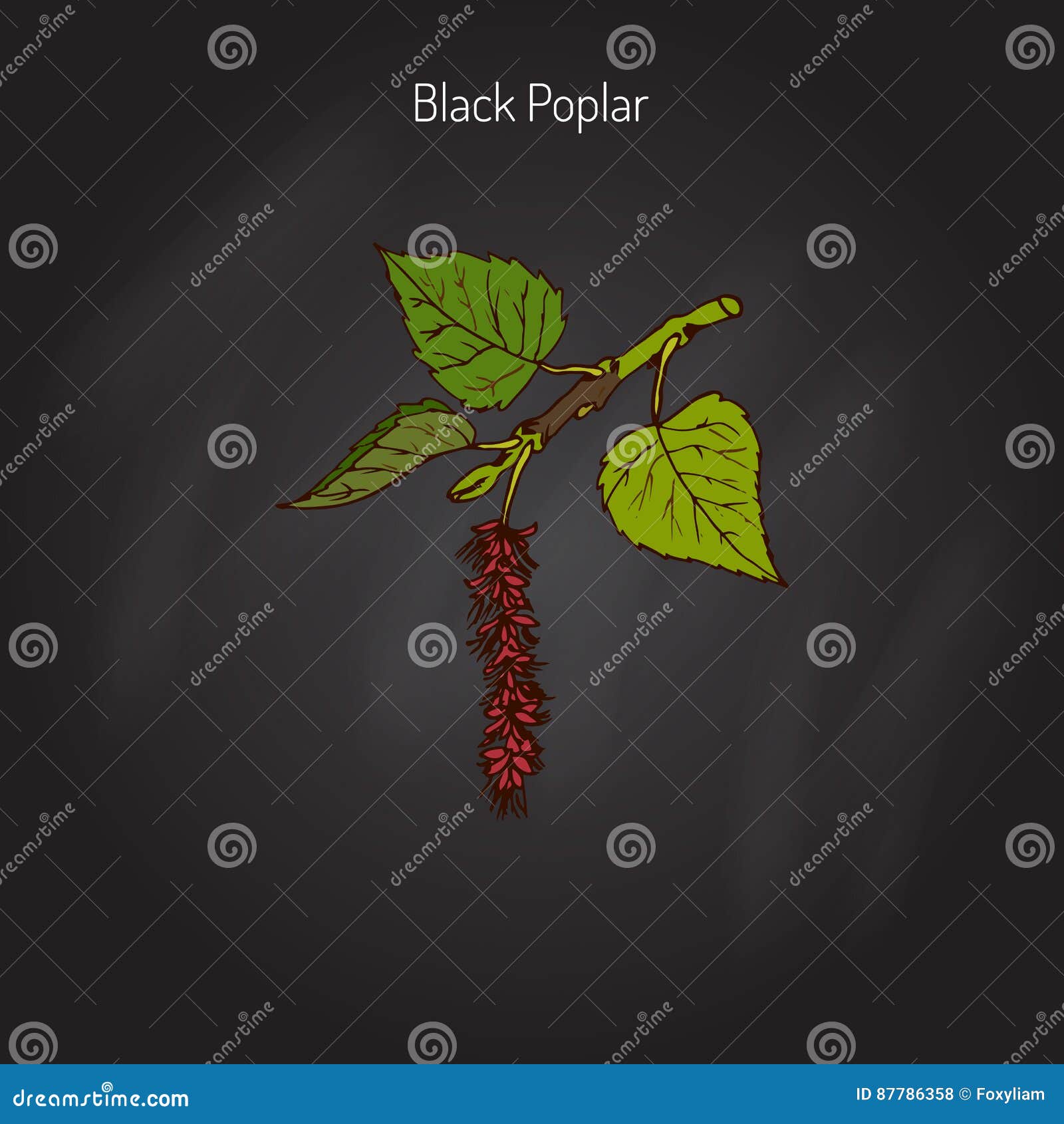 Black Poplar Populus Nigra And Tulip Poplar Liriodendron Tulipifera ...