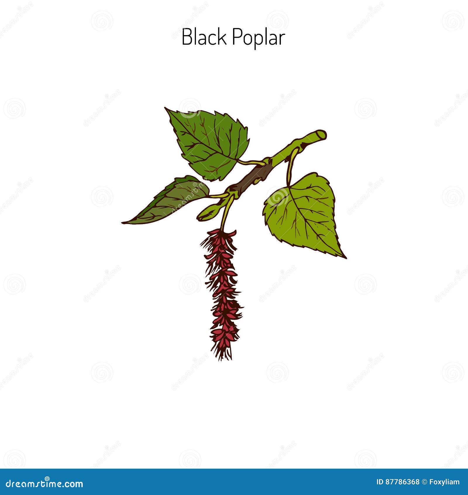 Black Poplar Populus Nigra And Tulip Poplar Liriodendron Tulipifera ...