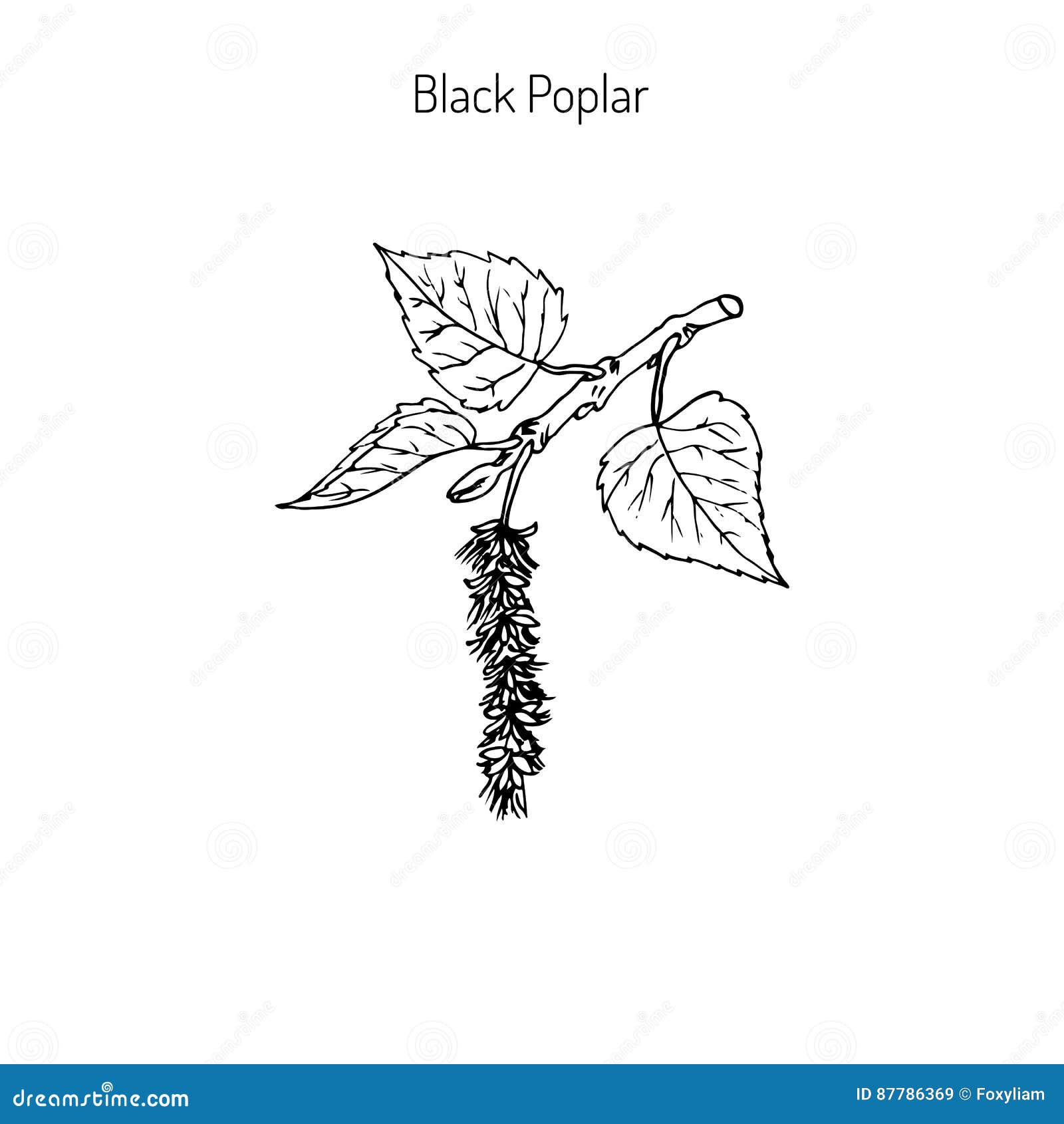 Black Poplar Populus Nigra And Tulip Poplar Liriodendron Tulipifera ...