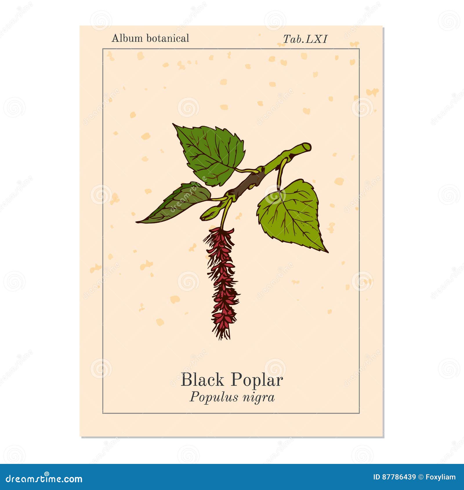 Black Poplar Populus Nigra And Tulip Poplar Liriodendron Tulipifera ...