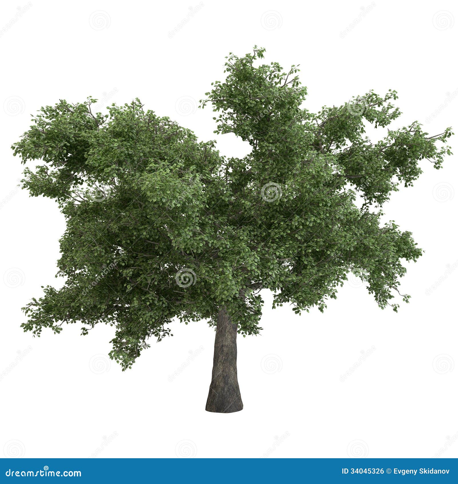 Poplar Tree Illustration, Drawing, Engraving, Ink, Line Art, Vector ...