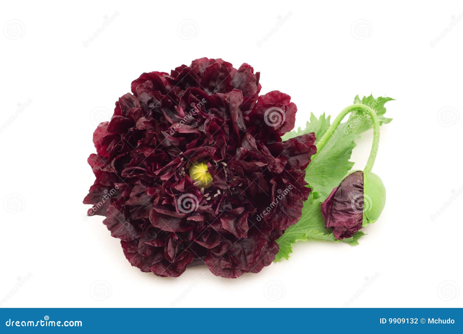 Black poppy stock photo. Image of flower, background, bloom - 9909132