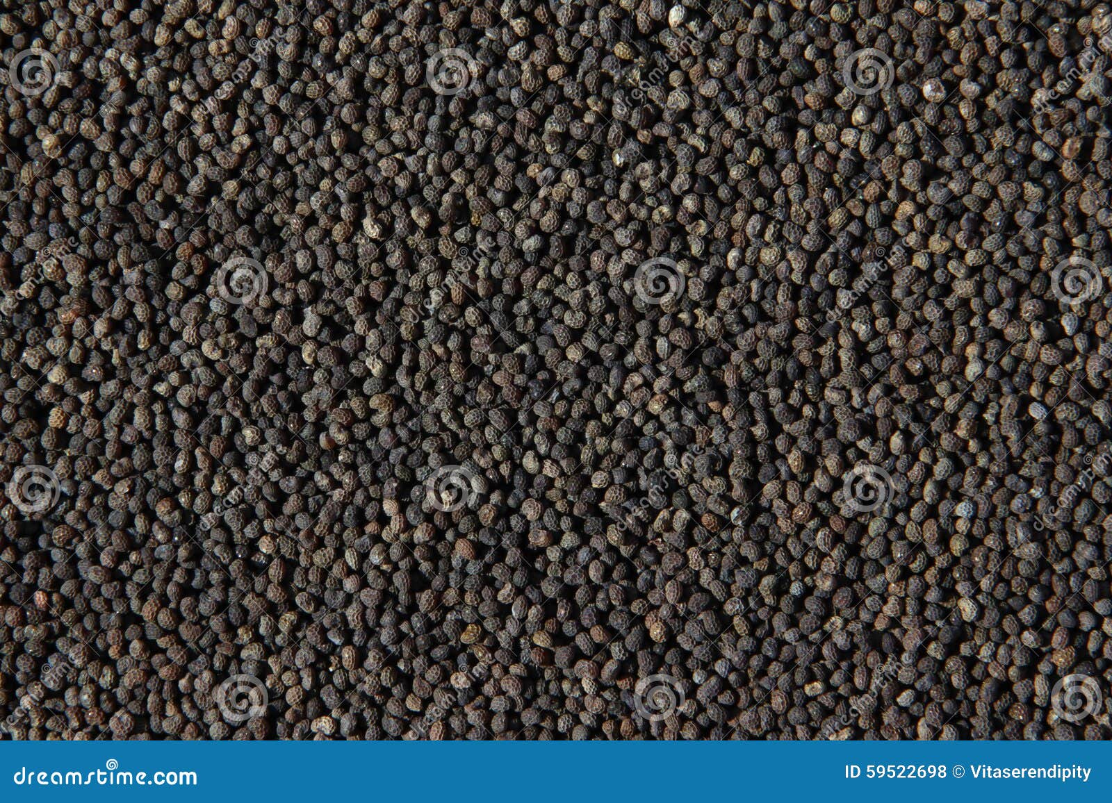 Black poppy seeds stock photo. Image of plant, nutrition - 59522698
