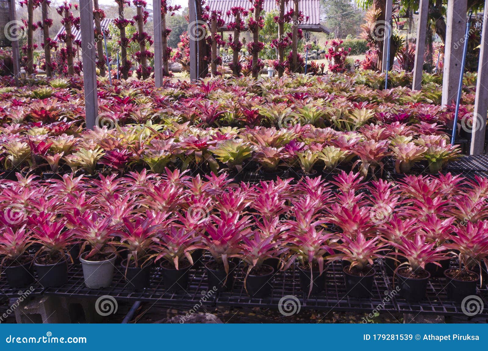 Black Pots of Beautiful Bromeliads in Green House Stock Image - Image ...
