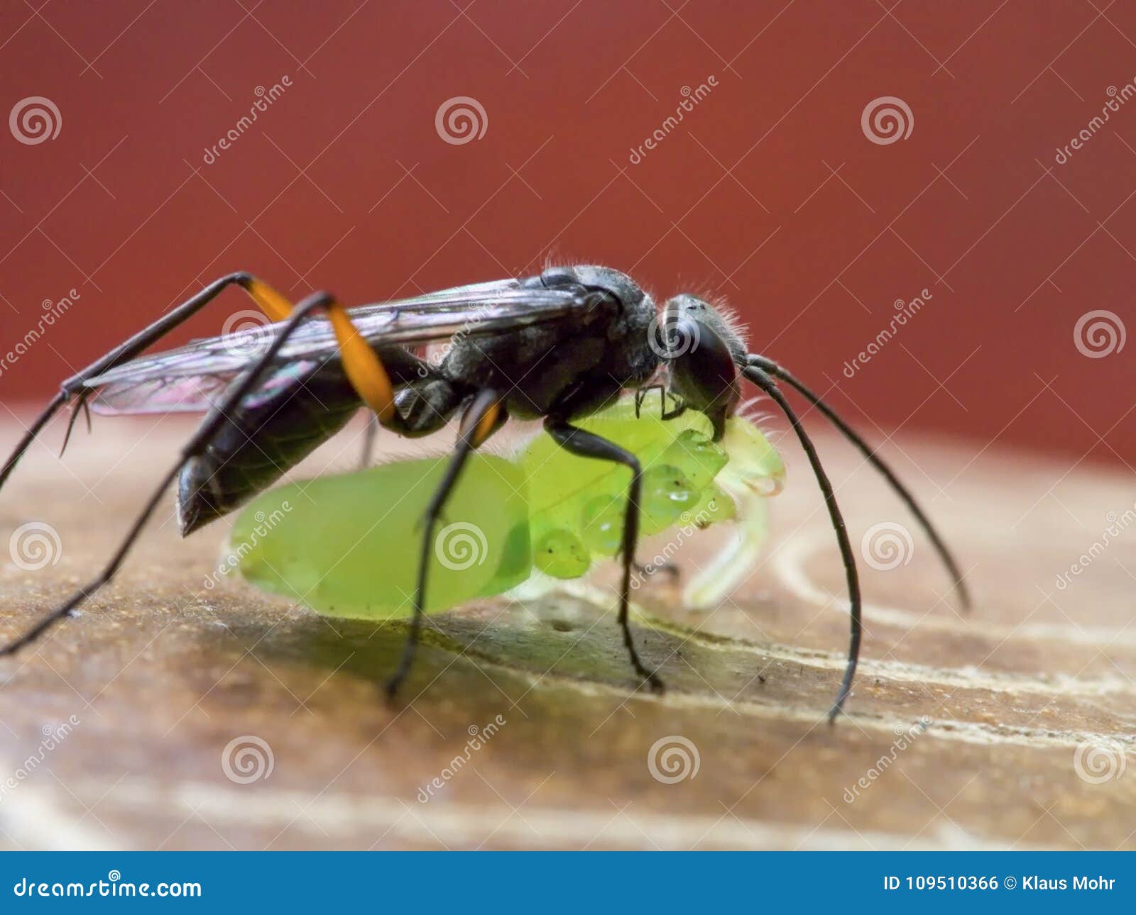 Black Predator Wasp with Prey Stock Photo - Image of hymenoptera, macro ...