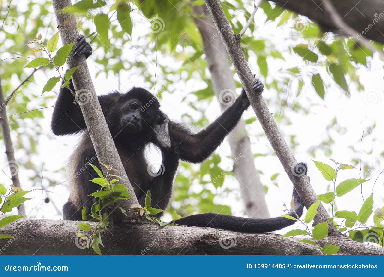 Black Primate Holding On Tree Branches Picture. Image: 109914405