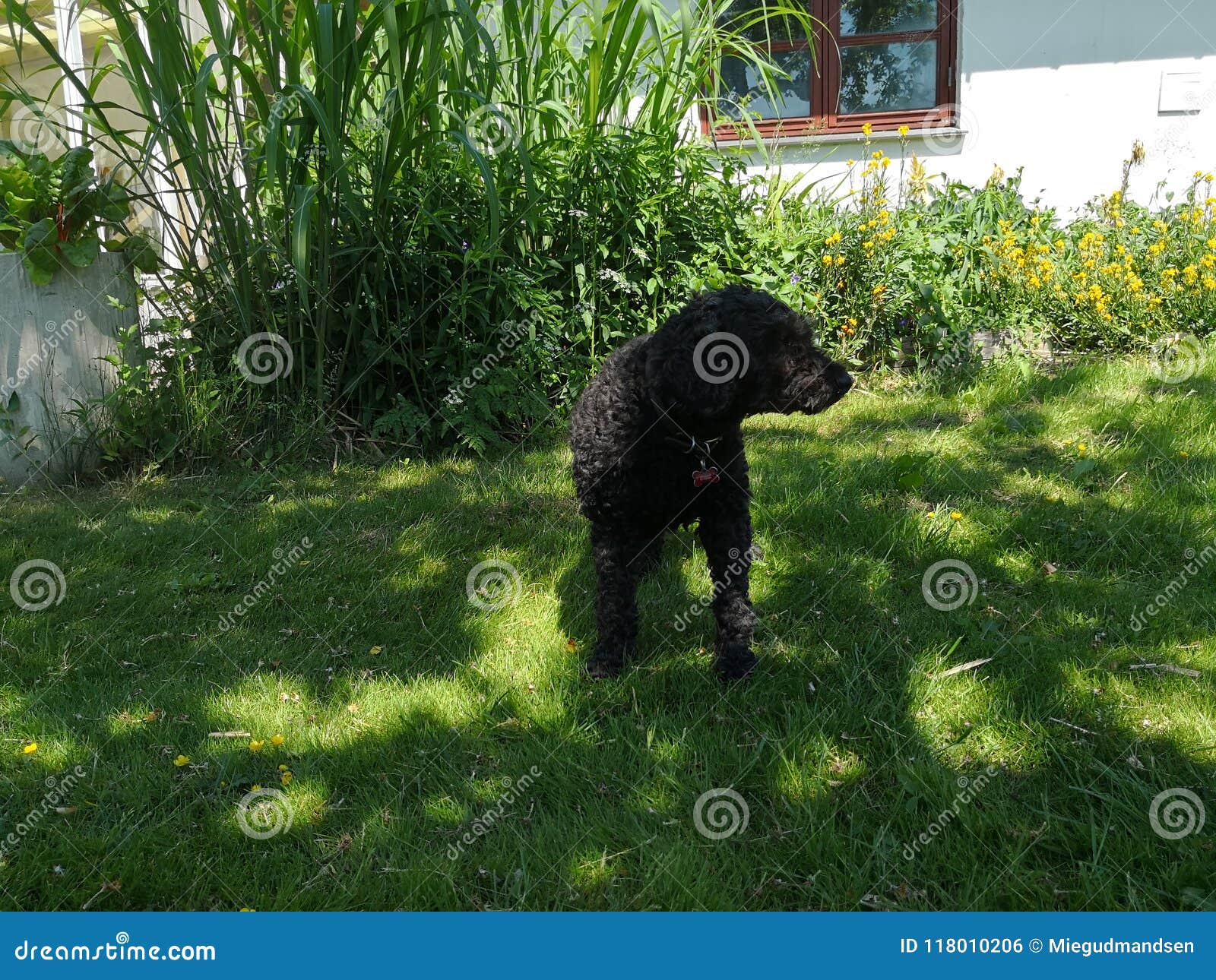 Puddel Stock Photos - Free & Royalty-Free Stock Photos from Dreamstime