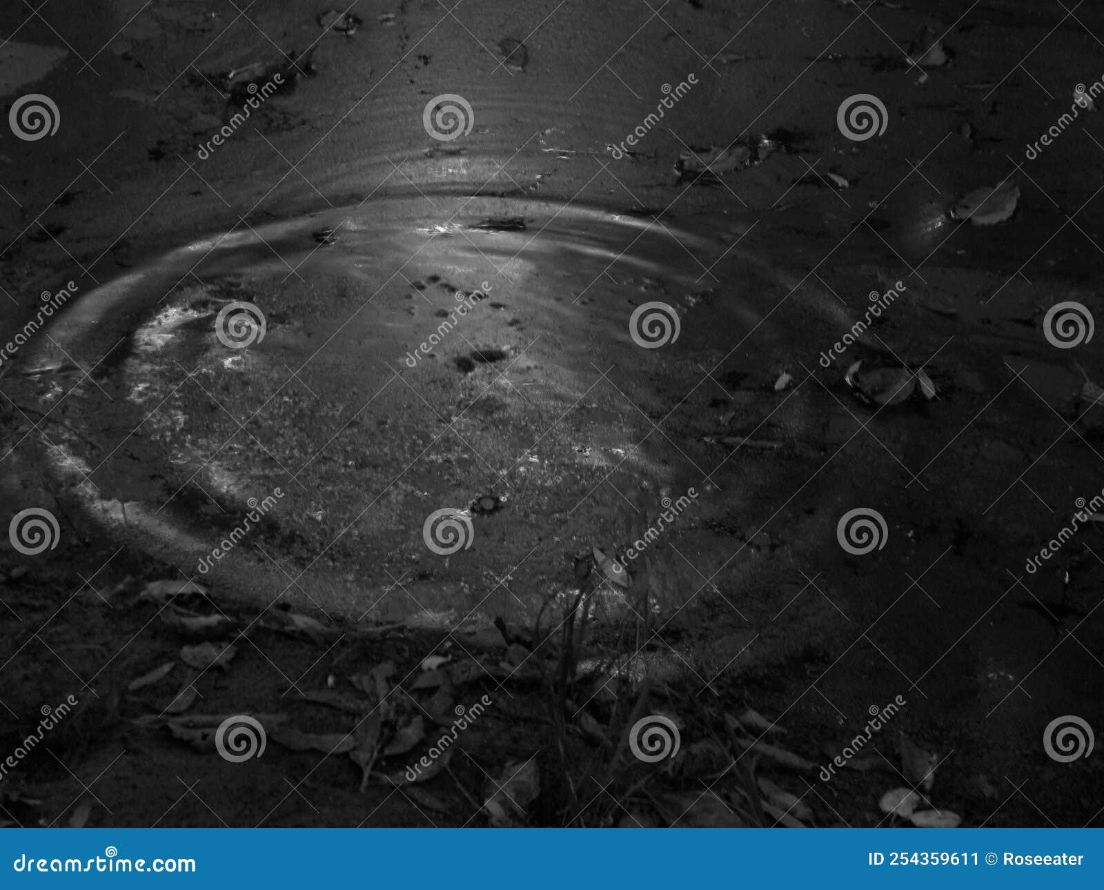 Black Puddle stock image. Image of leaves, fish, puddle - 254359611