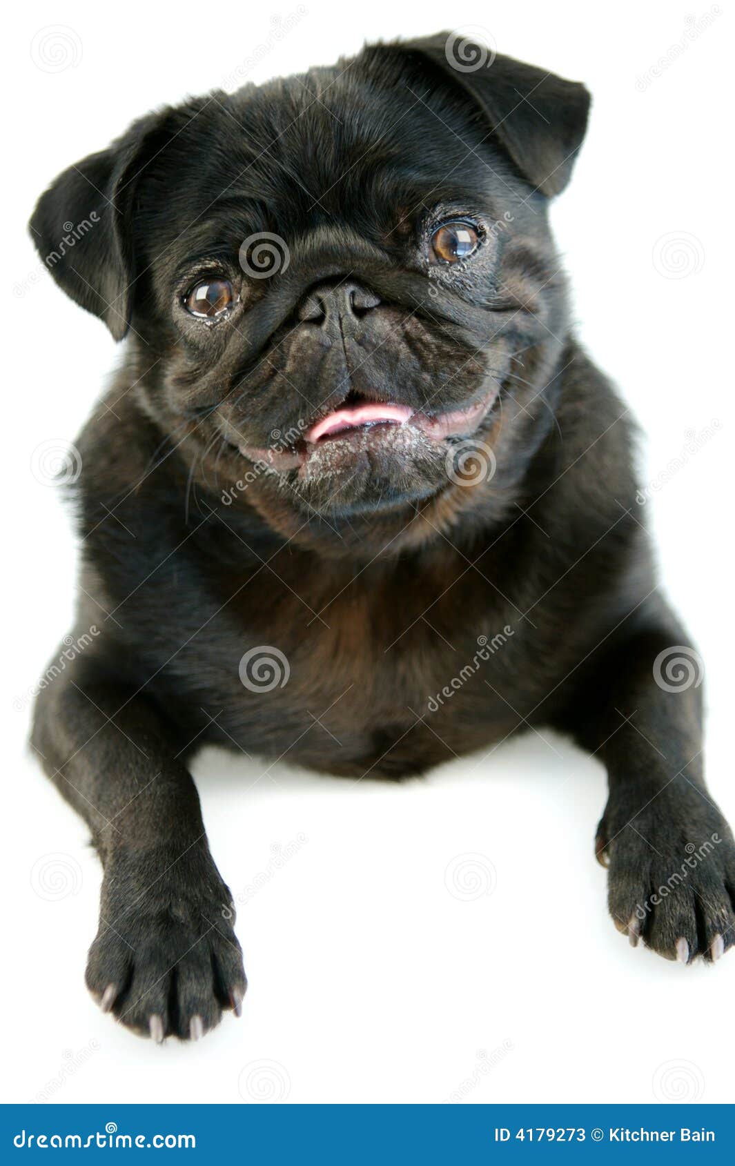 Black Pug stock image. Image of curious, puppy, mammal - 4179273
