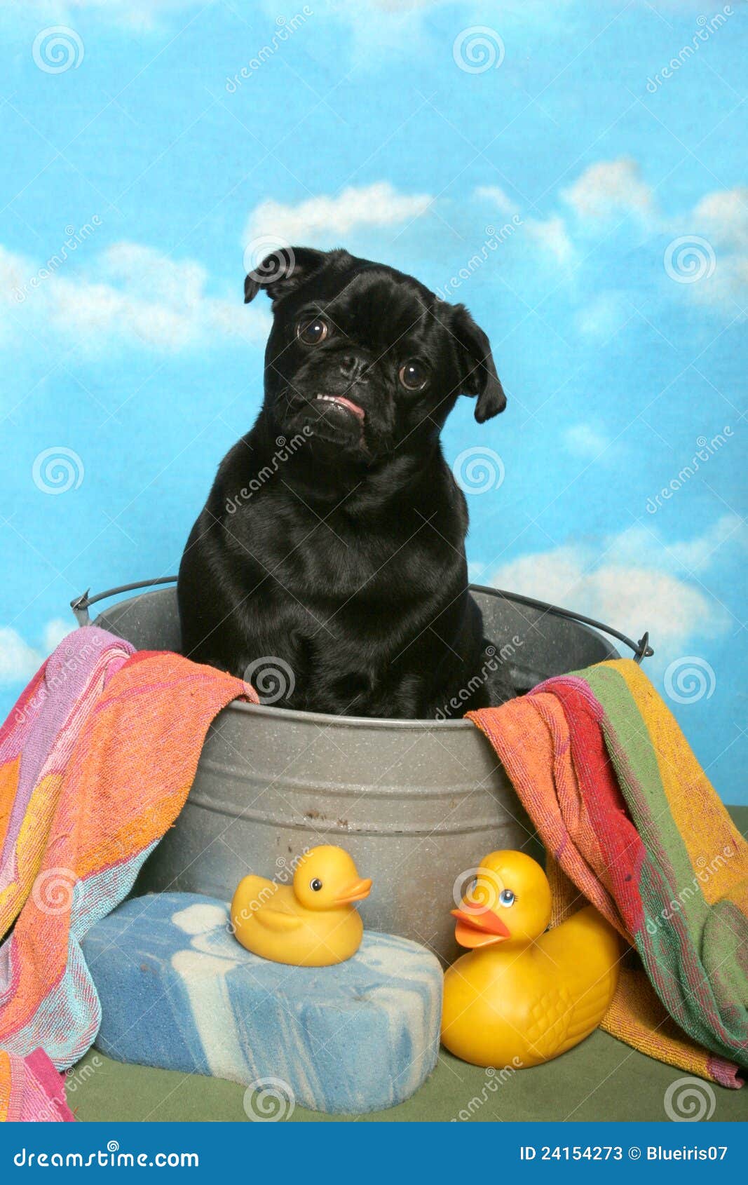 Black Pug in a bath tub stock image. Image of duck, towel - 24154273