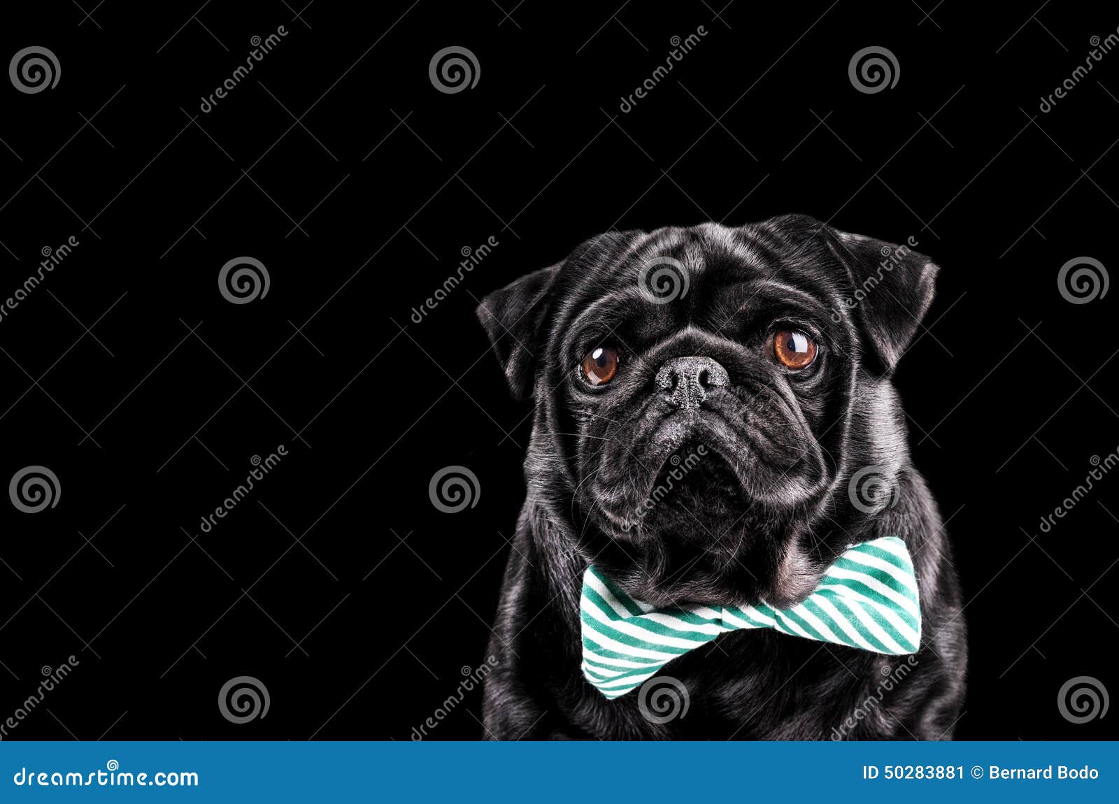 Black Pug with a bow tie stock image. Image of curious - 50283881