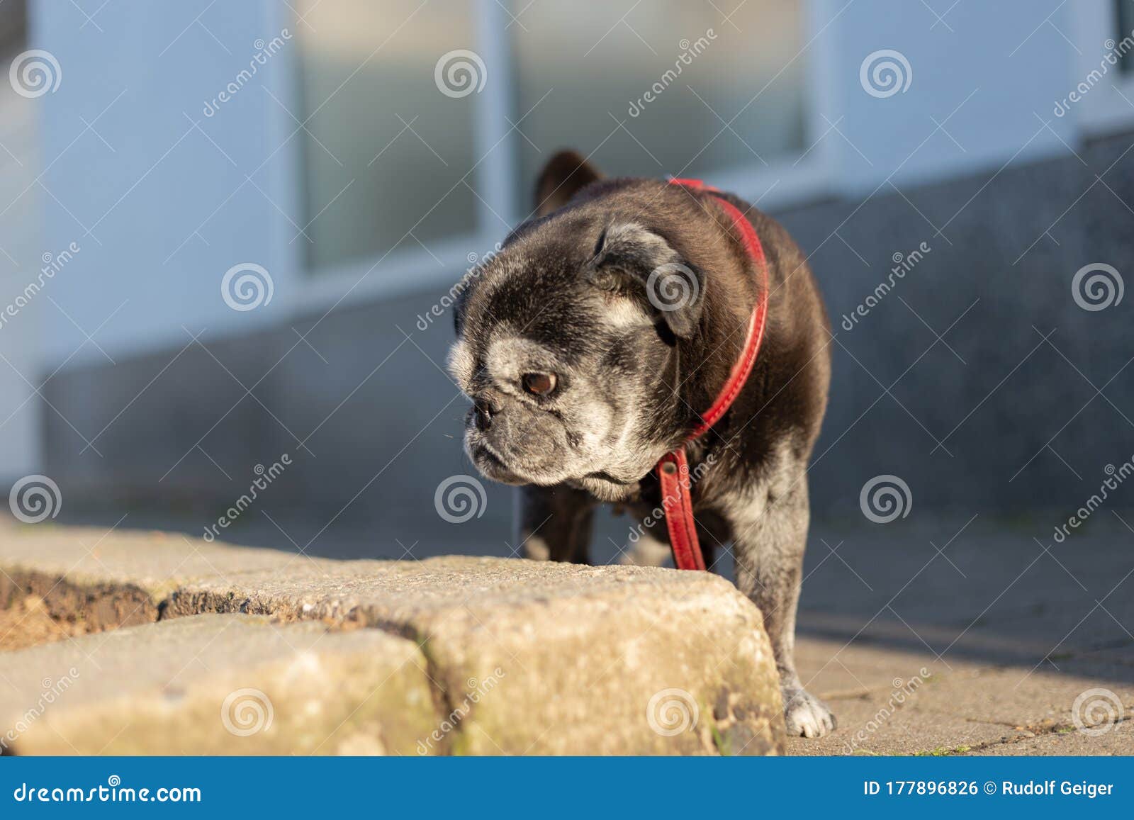 Black pug city walk stock photo. Image of small, walk - 177896826