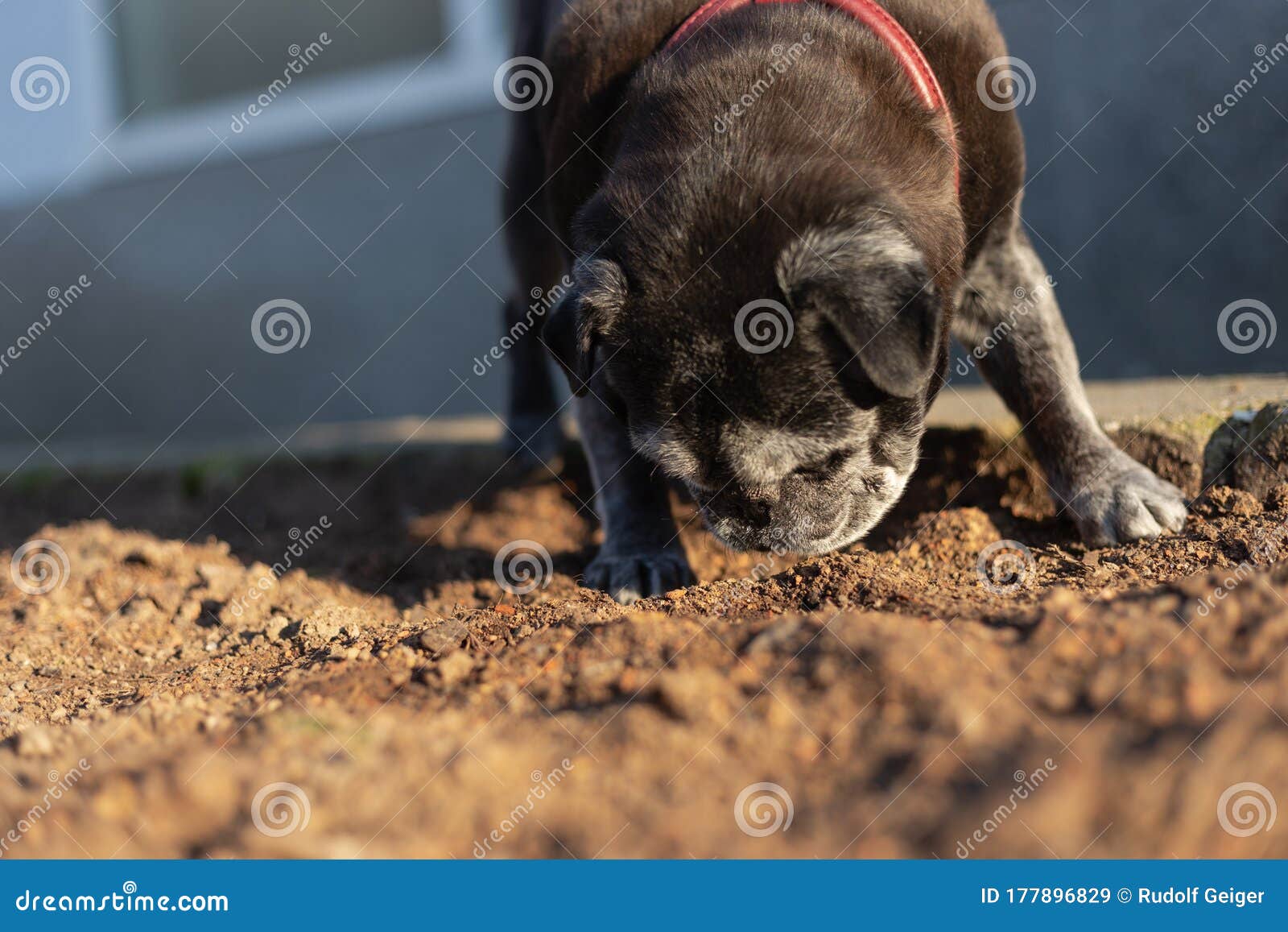 Black pug city walk stock image. Image of city, sitting - 177896829