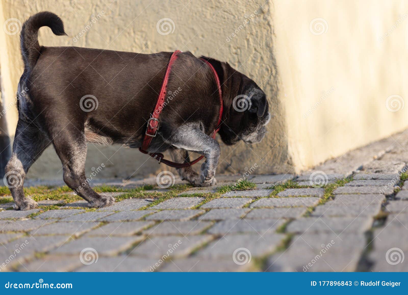 Black pug city walk stock image. Image of city, funny - 177896843