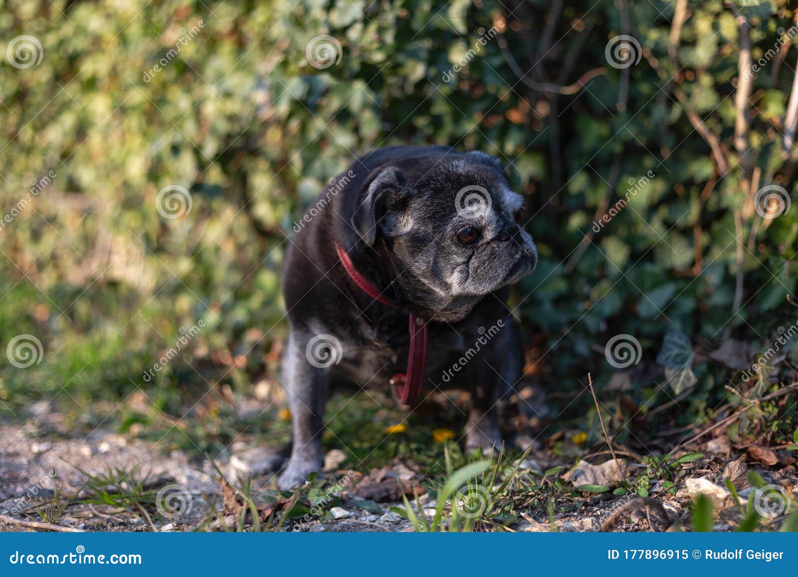 Black pug city walk stock image. Image of sneakers, expensive - 177896915