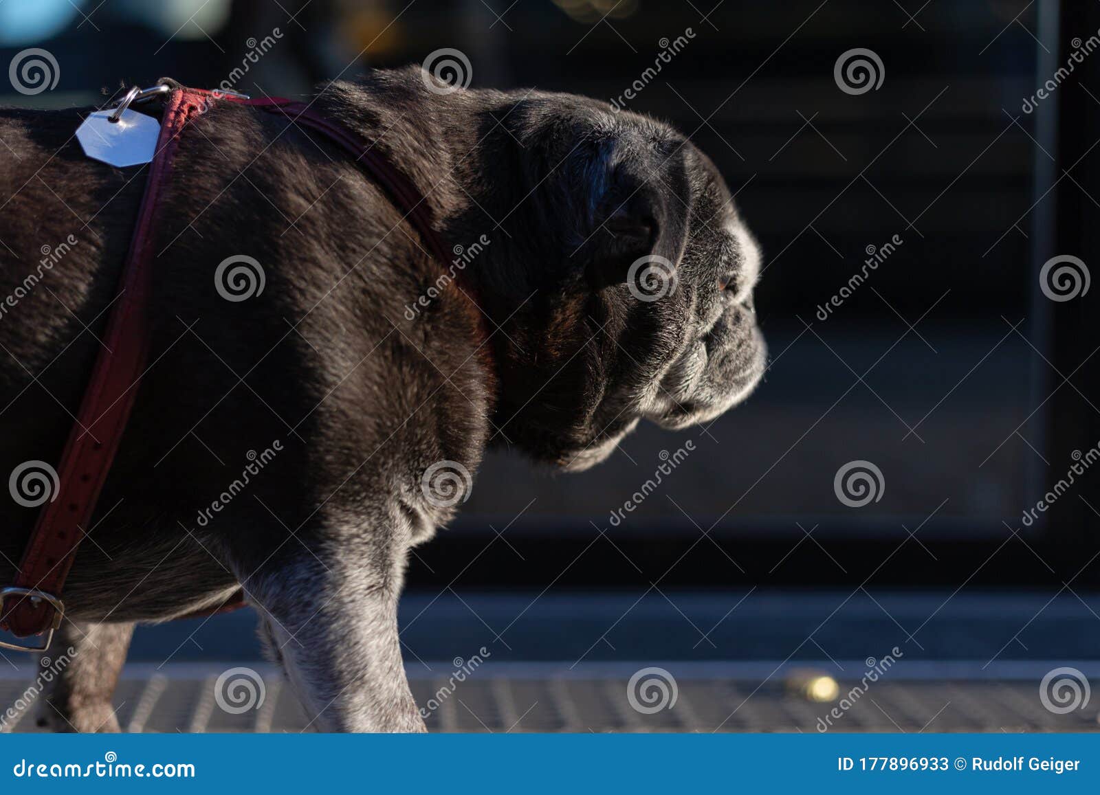 Black pug city walk stock image. Image of funny, expensive - 177896933