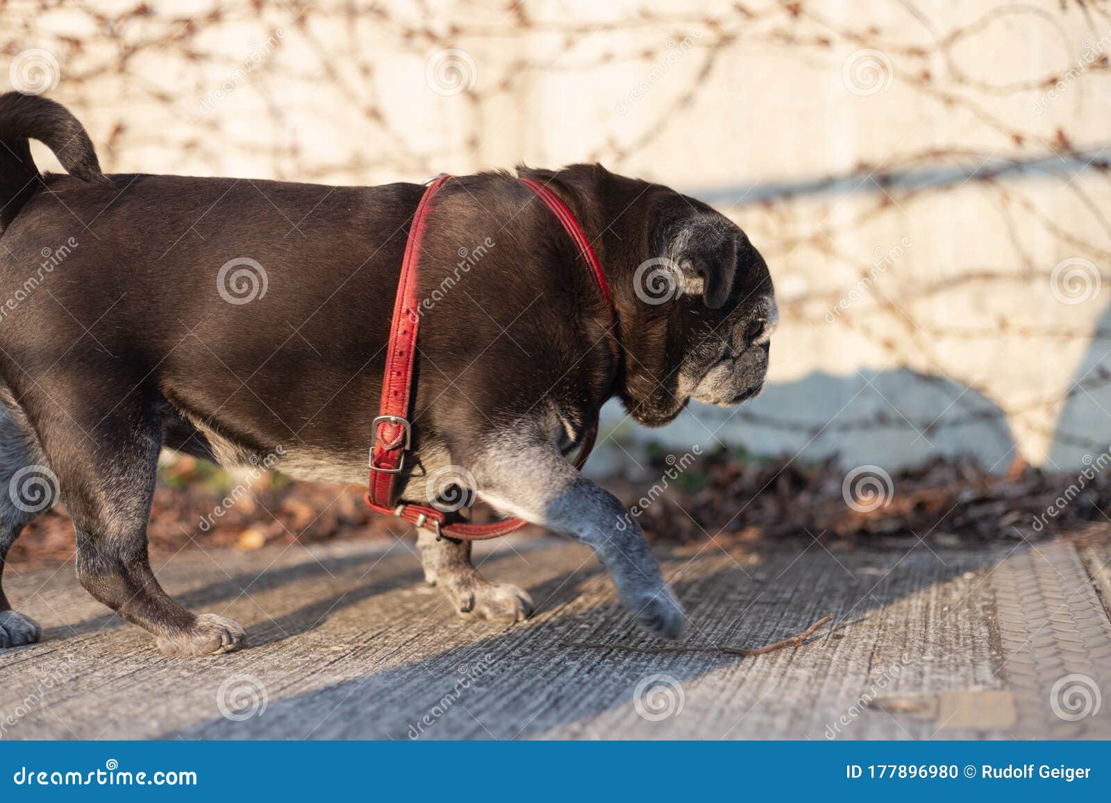 Black pug city walk stock photo. Image of small, leash - 177896980