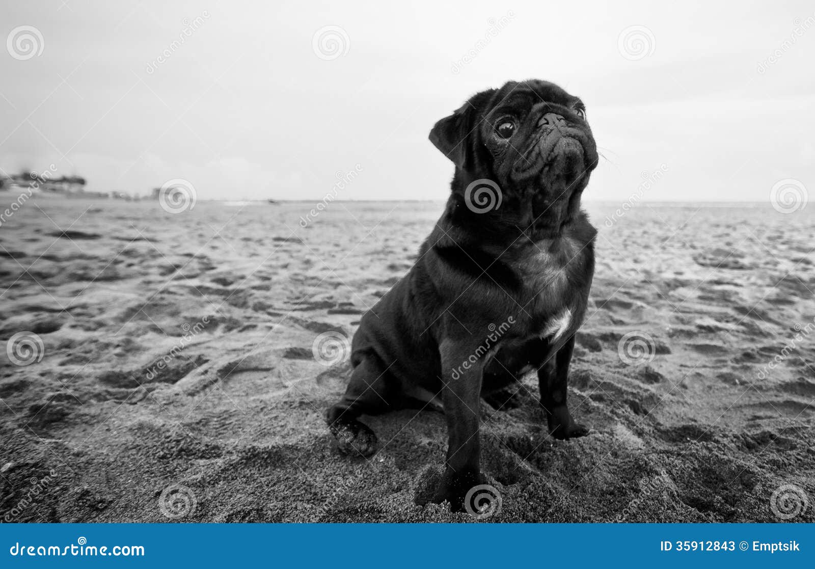 Black pug dog at the beach stock image. Image of animal - 35912843