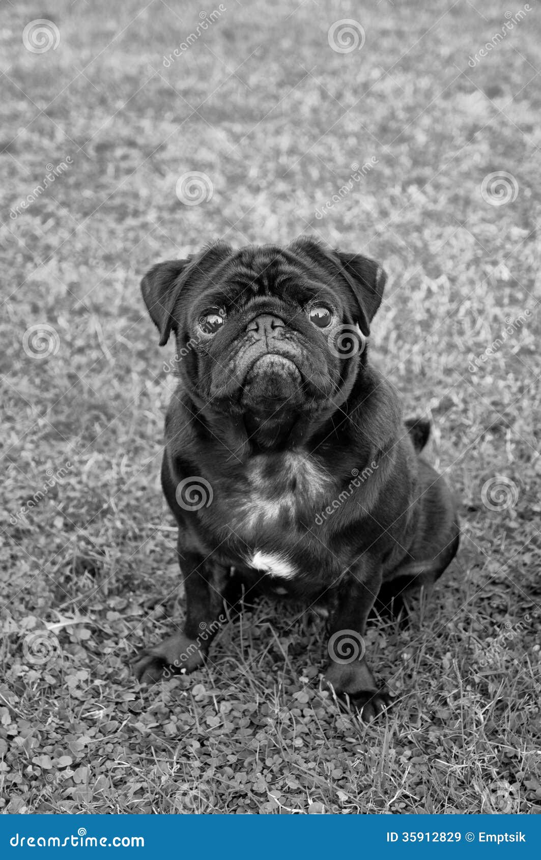 Black pug dog stock image. Image of pets, life, domestic - 35912829