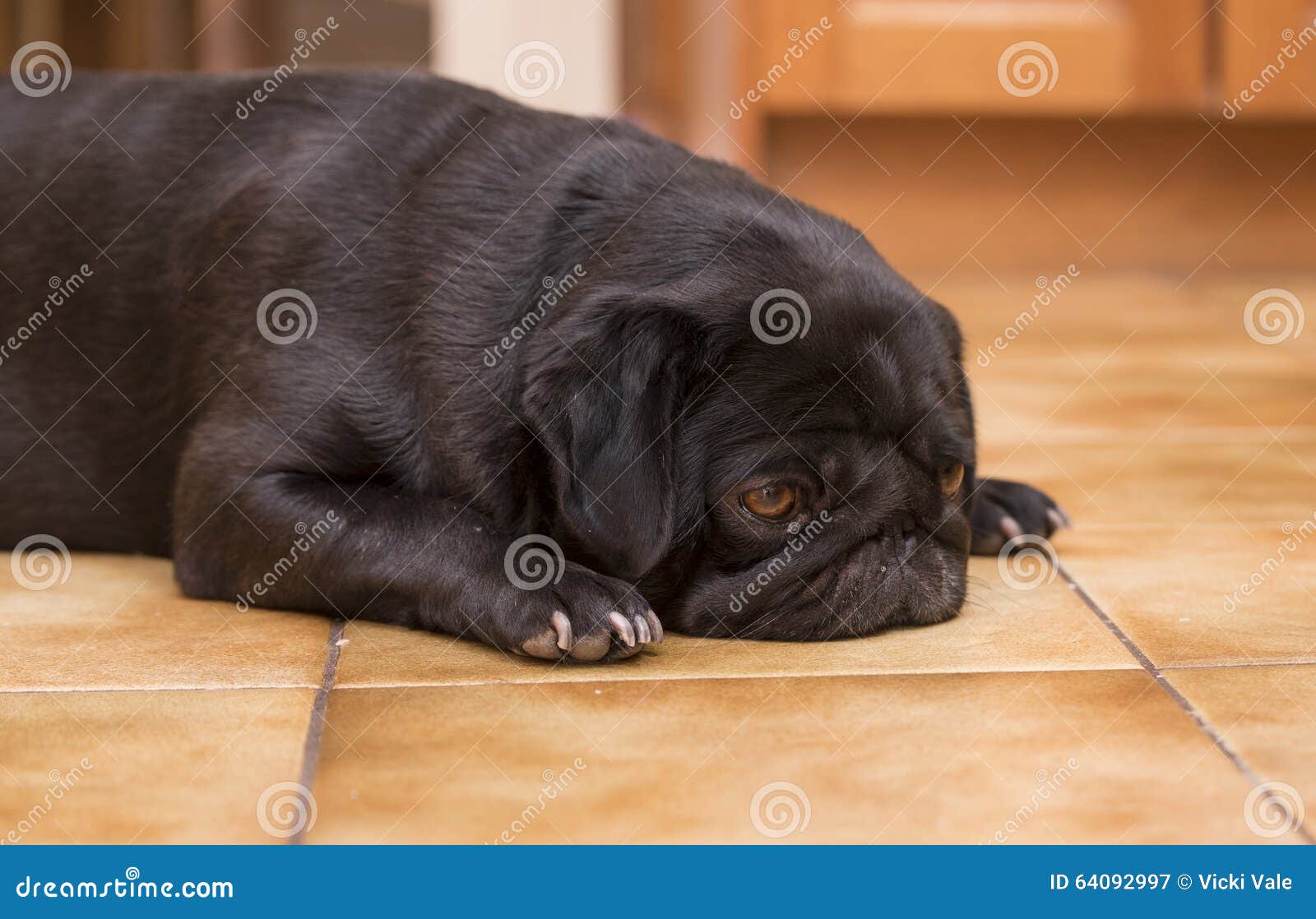 Black Pug Dog Snoozing stock image. Image of eyes, expression - 64092997