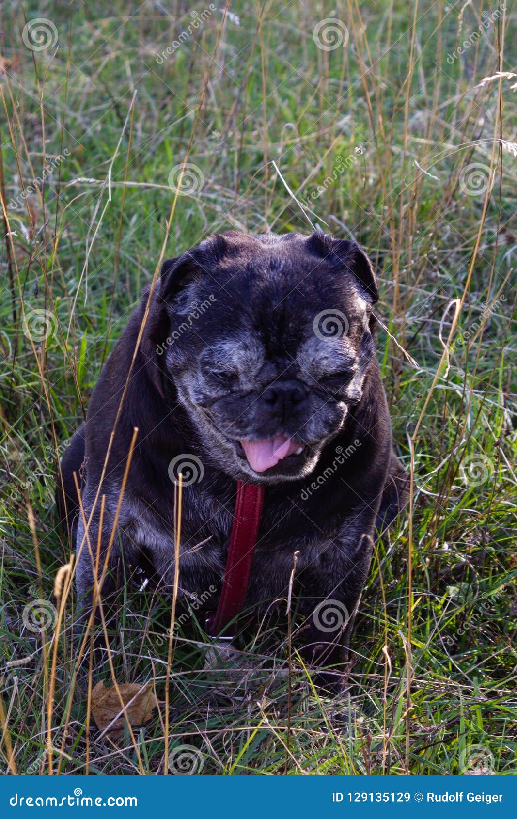 Black Pug on Fall Outdoor Trip Stock Image - Image of lazy, partnership ...