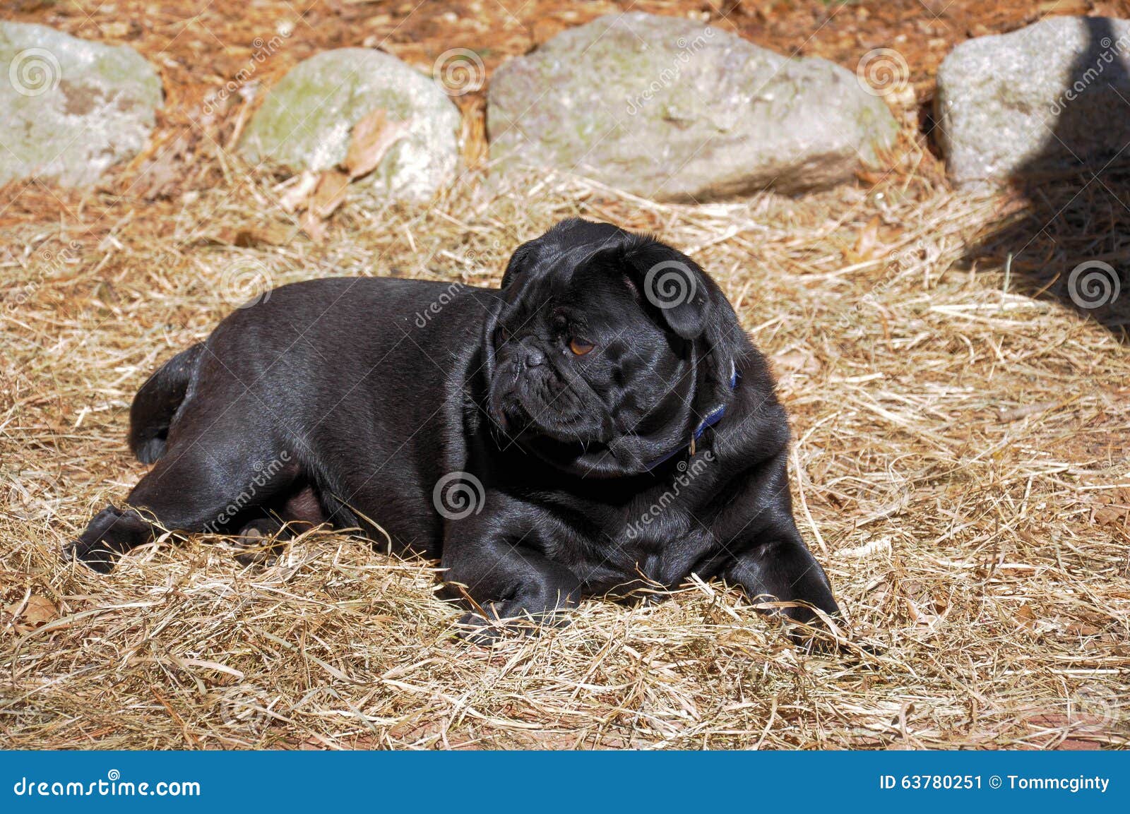 A Black Pug Resting on Straw in a Barnyard Stock Image - Image of black ...