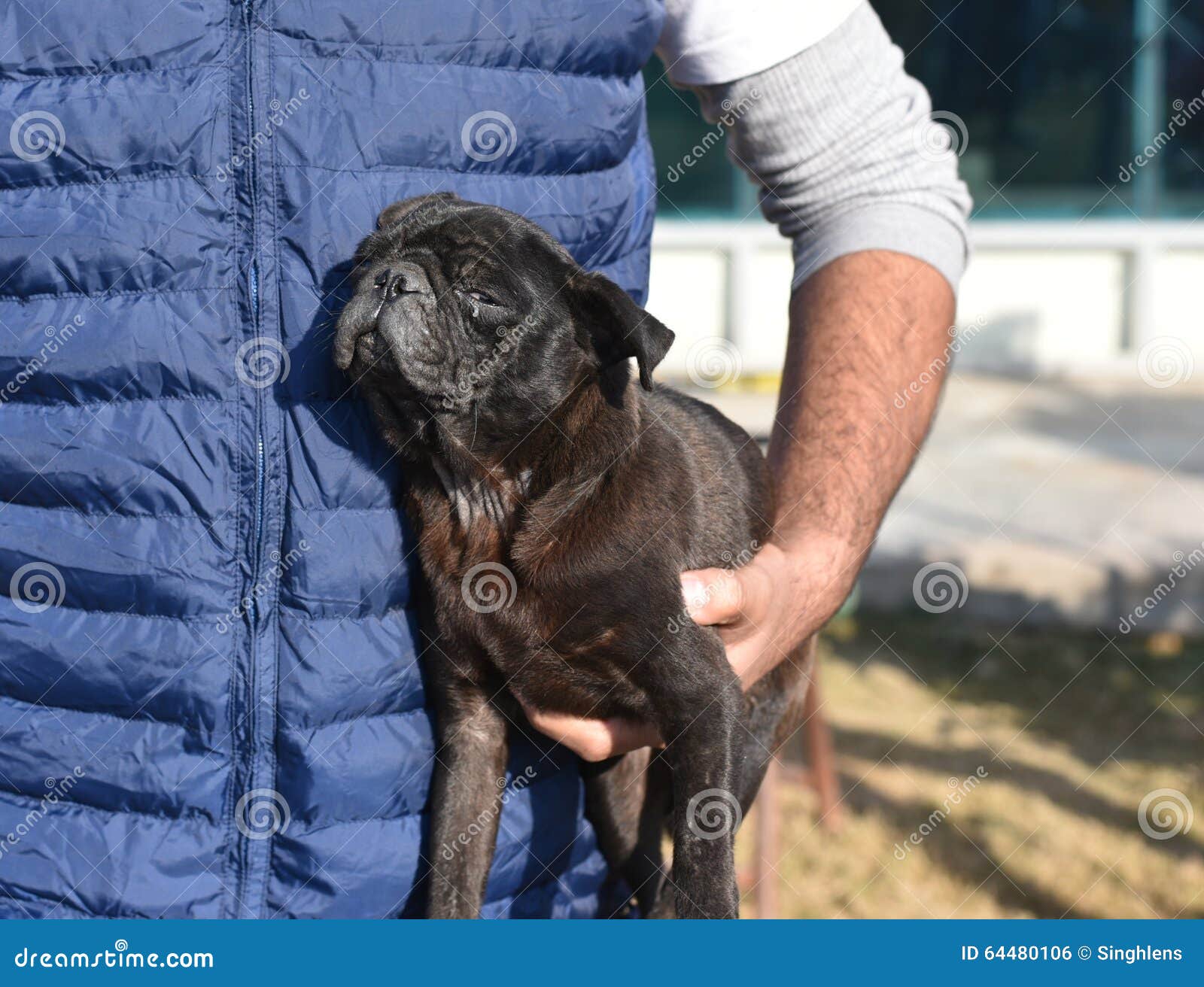 Black Pug Sick Dog Being Cared by a Human, Helping Out a Pet in Need ...