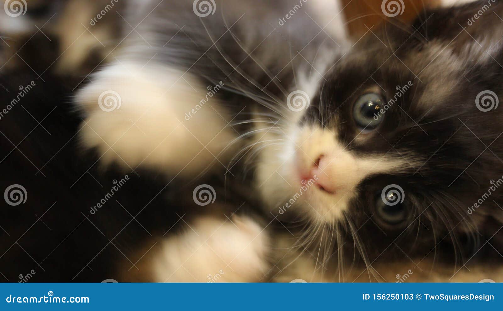 Beautiful a Kitten Thinking Deeply Stock Image - Image of deeply ...
