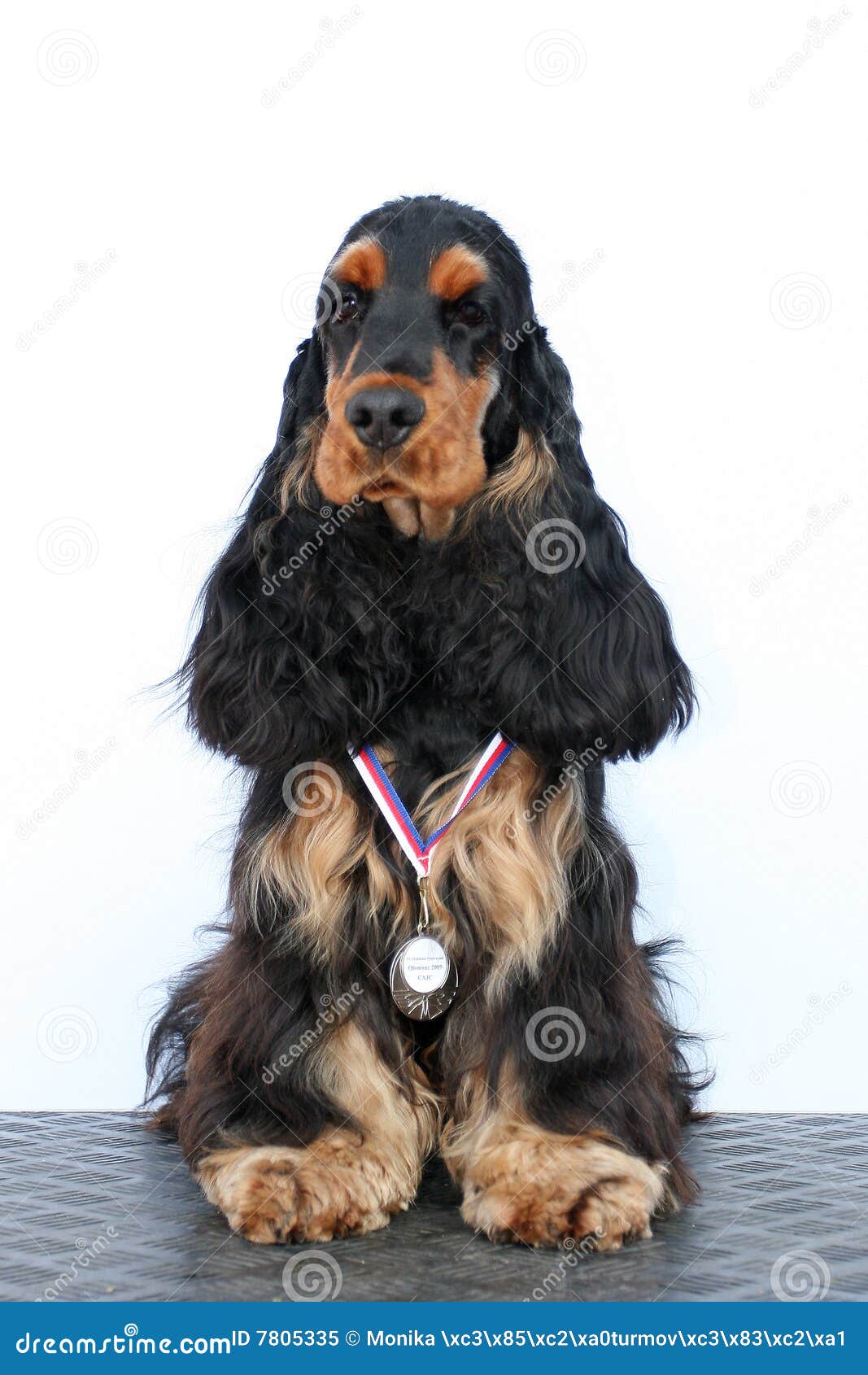 Black puppy english cocker stock image. Image of hairy - 7805335