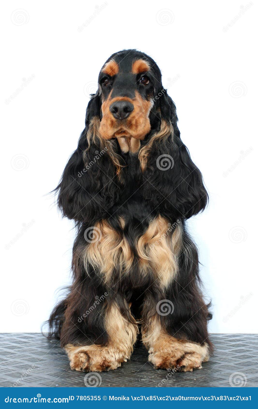 Black puppy english cocker stock image. Image of lovely - 7805355