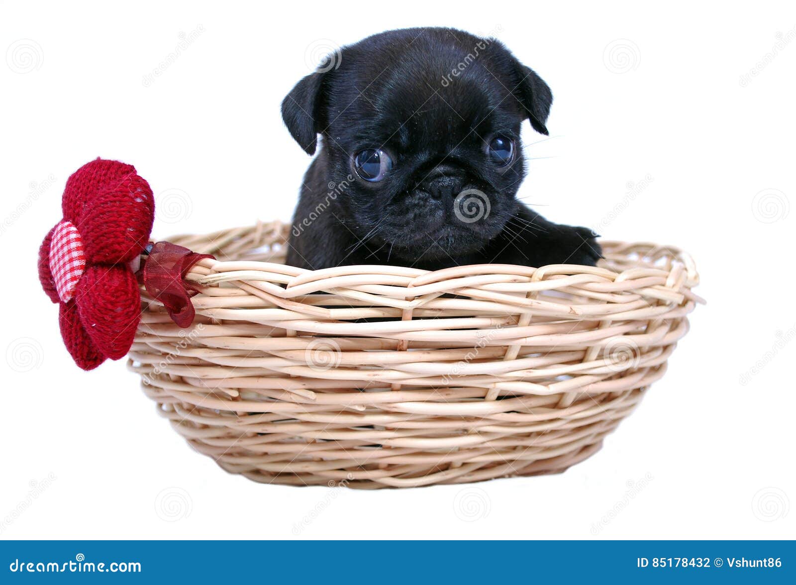 The Black Puppy of a Pug Sits in a Wattled Basket Stock Photo - Image ...