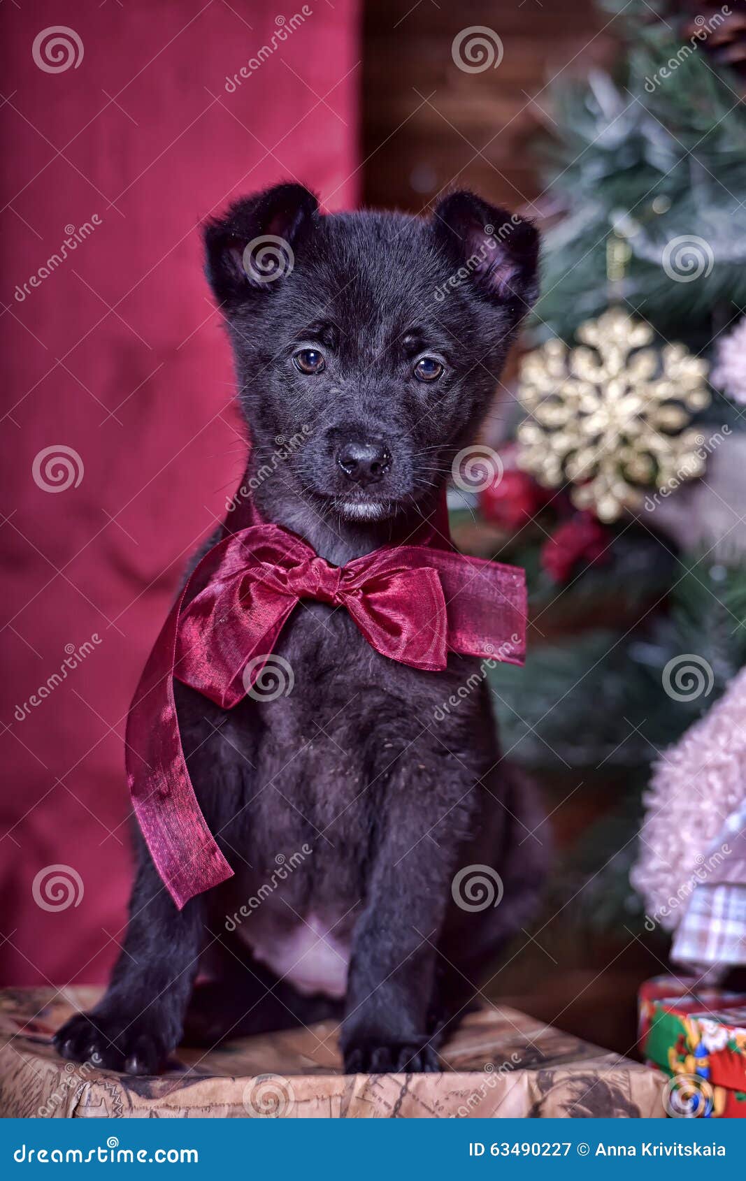 Black puppy with a red bow stock image. Image of elegant - 63490227