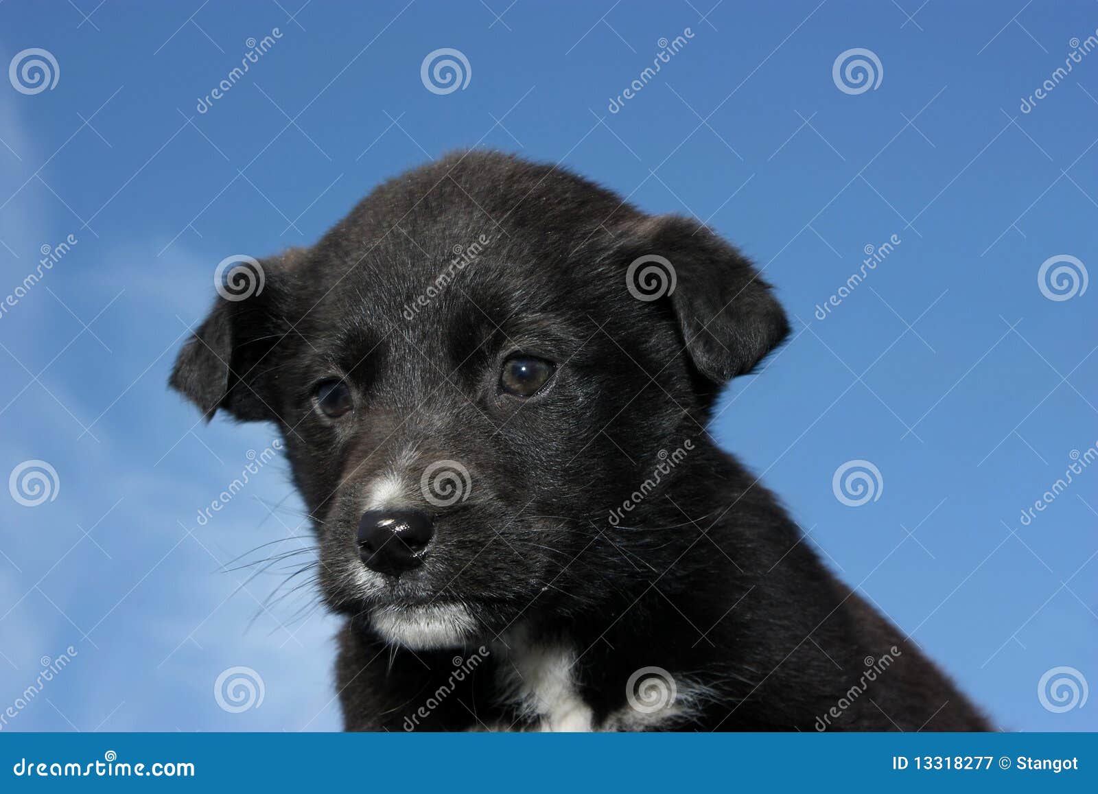 A black puppy on sky stock image. Image of natural, blue - 13318277