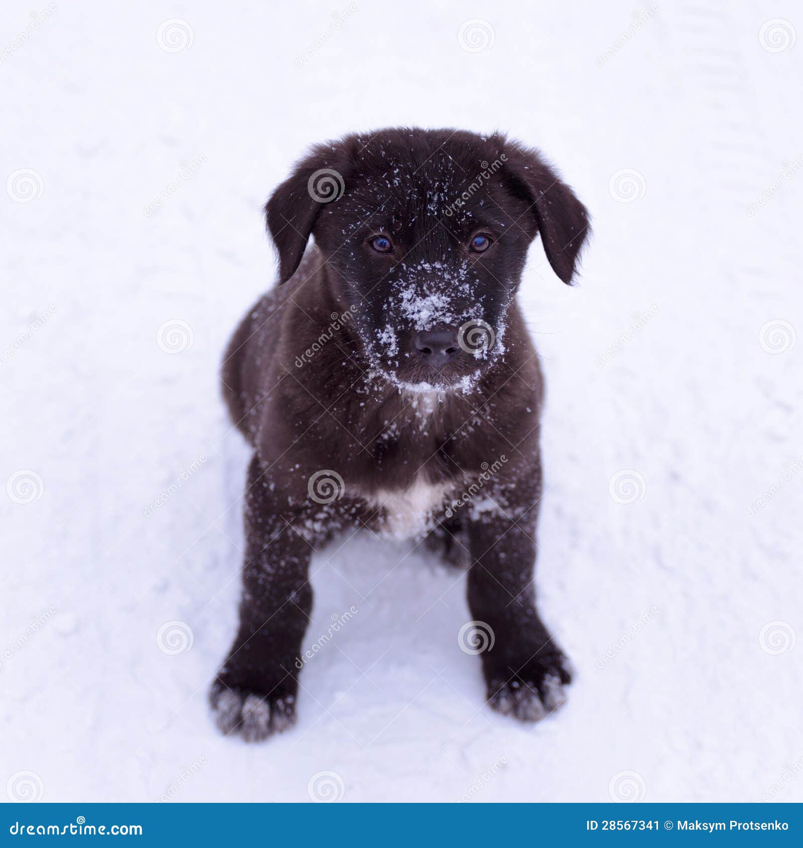 Black puppy in the snow stock image. Image of little - 28567341