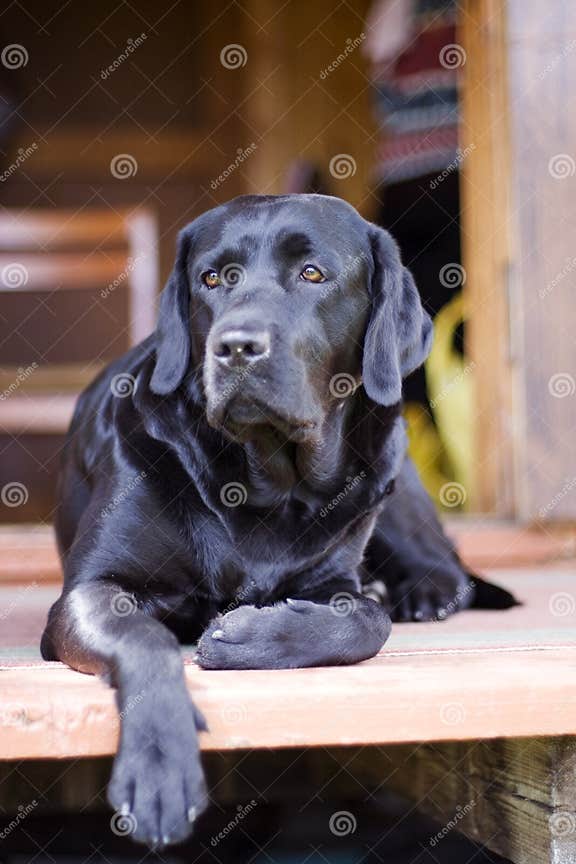 Black purebred labrador stock image. Image of guard, obedience - 2538345
