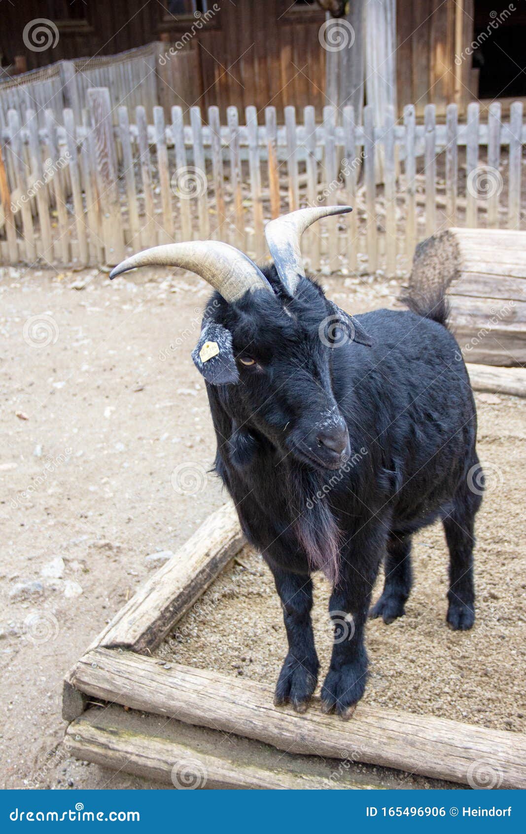 A Black Pygmy Goat, Capra Aegagrus Hircus, in a Sandbox Stock Photo ... A Black Pygmy Goat, Capra Aegagrus Hircus, in a Sandbox Stock Photo ...