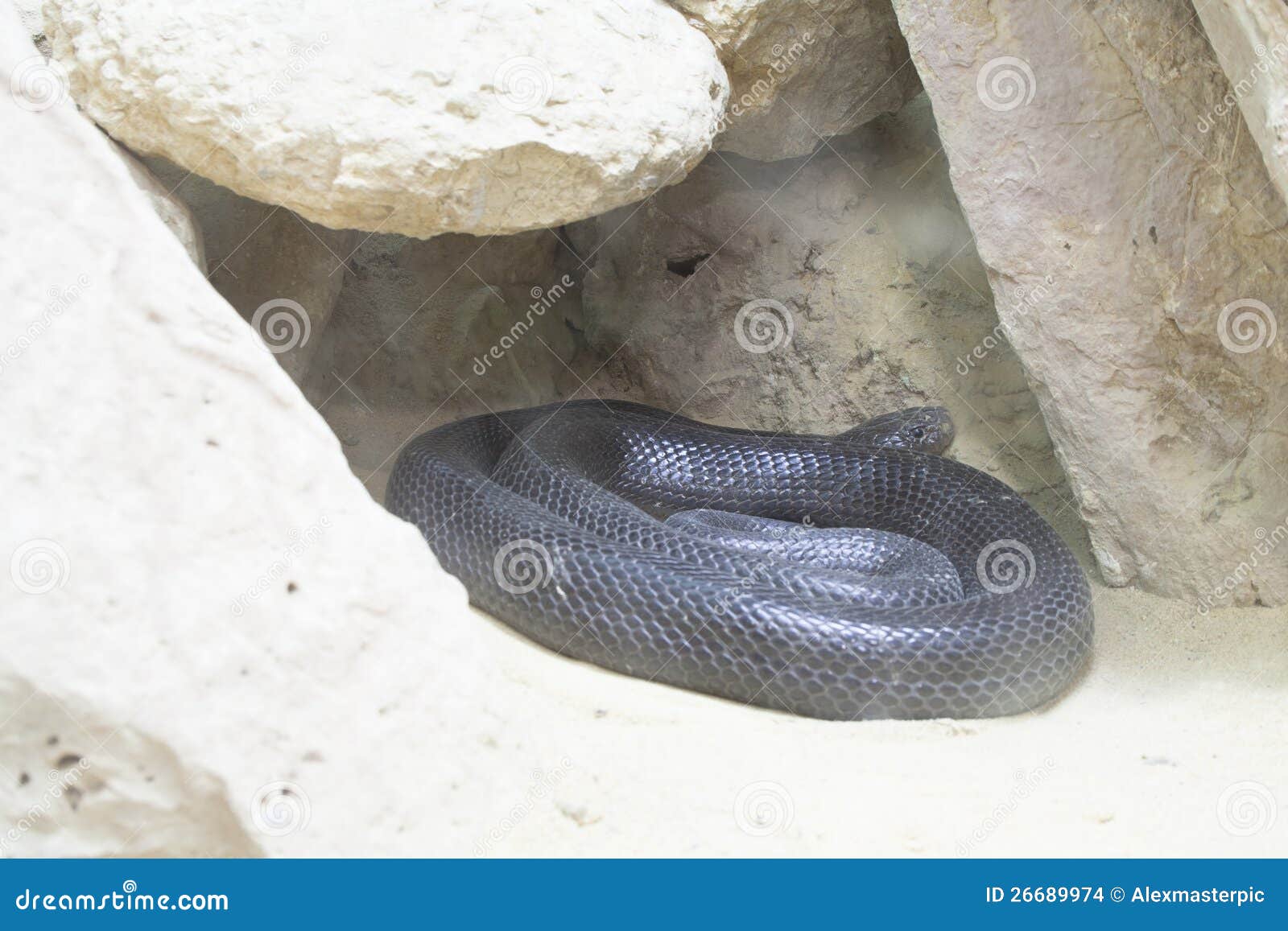 Black Python (Desert Cobra) Stock Photo - Image of viper, tongue: 26689974