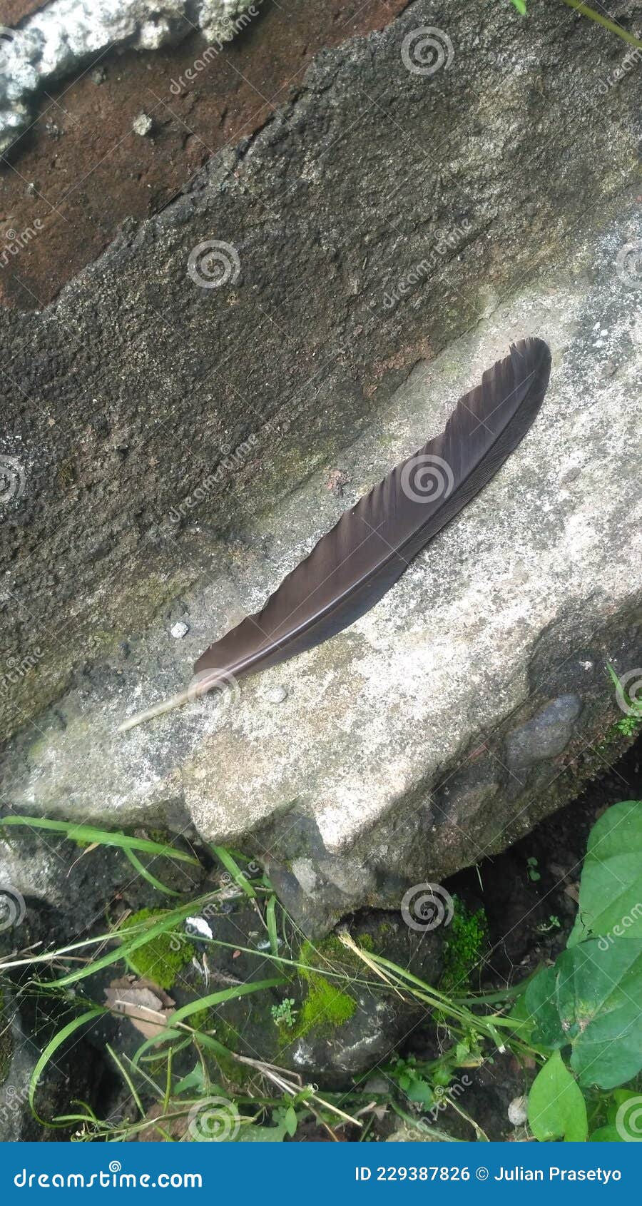 Black Quill Object stock photo. Image of plant, quill - 229387826