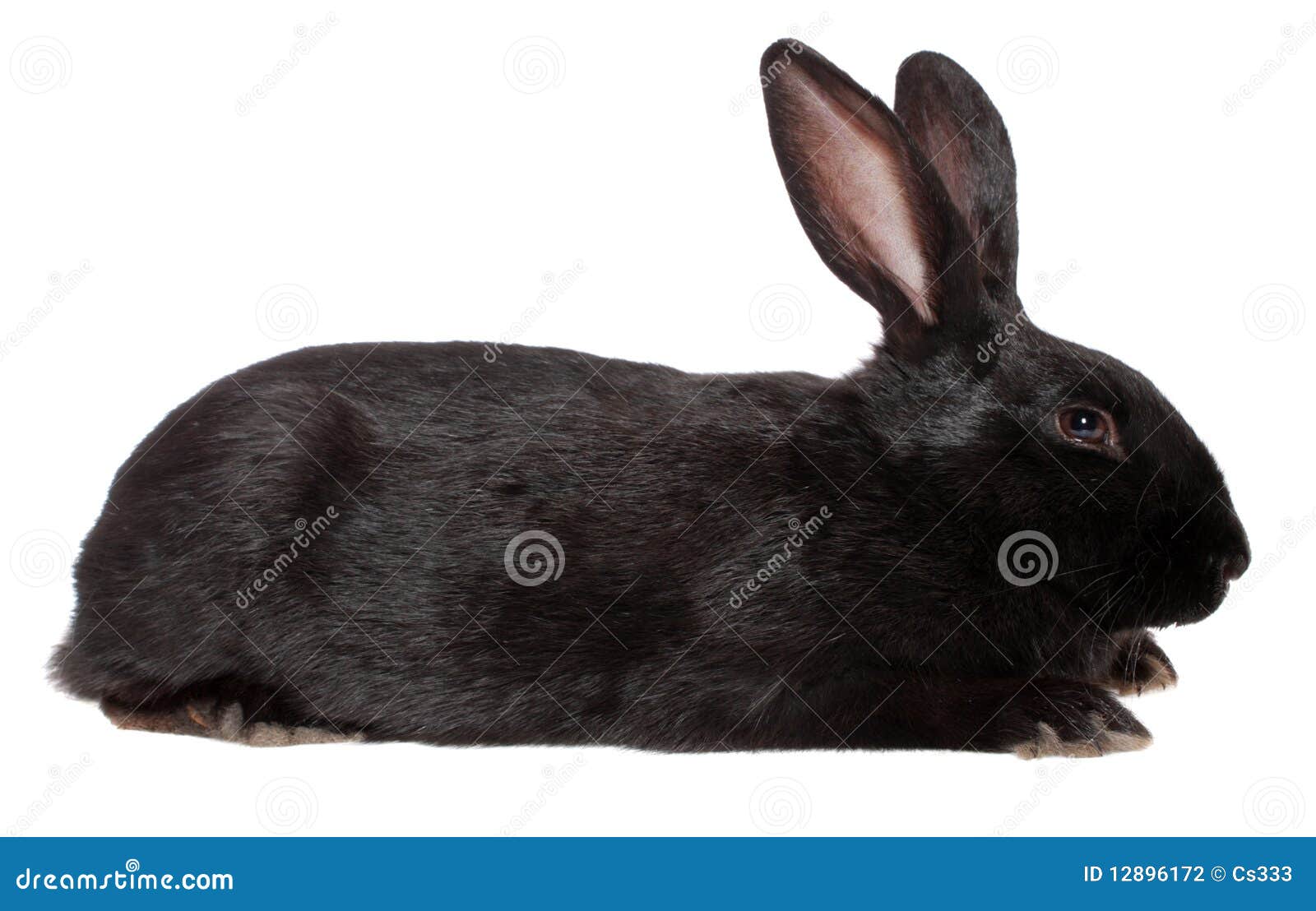Black rabbit. stock photo. Image of rabbit, white, hares - 12896172