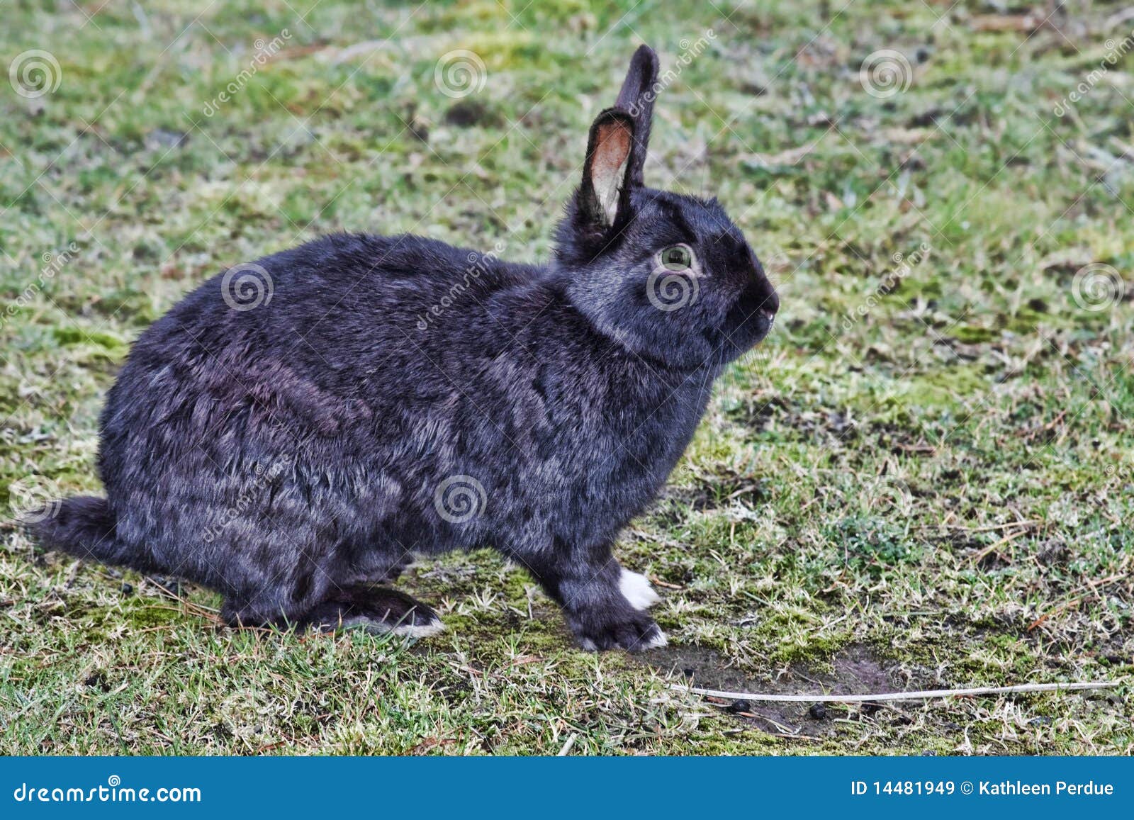 Black Rabbit stock image. Image of wilderness, forage - 14481949