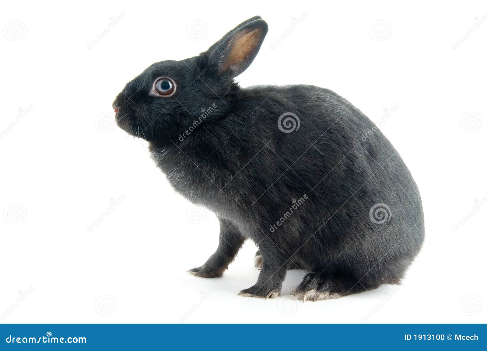 Black rabbit stock photo. Image of isolated, netherland - 1913100