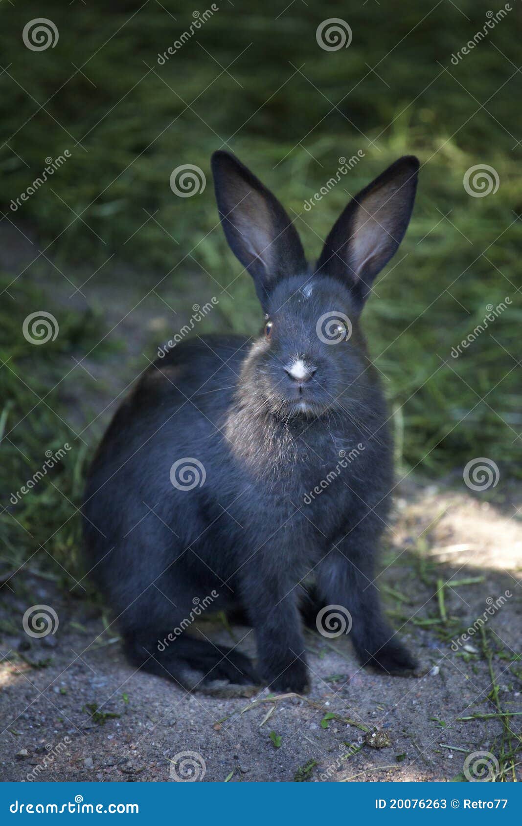 Black rabbit stock image. Image of fluff, tail, single - 20076263