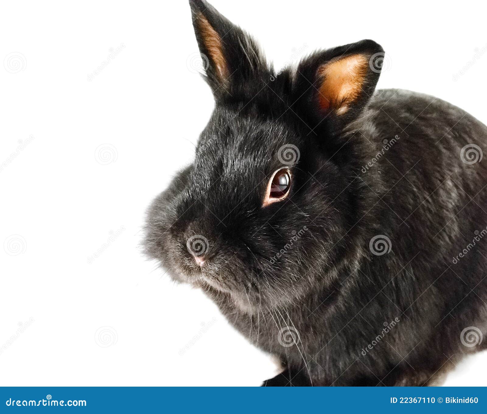 Black rabbit. stock photo. Image of little, mammal, fauna - 22367110