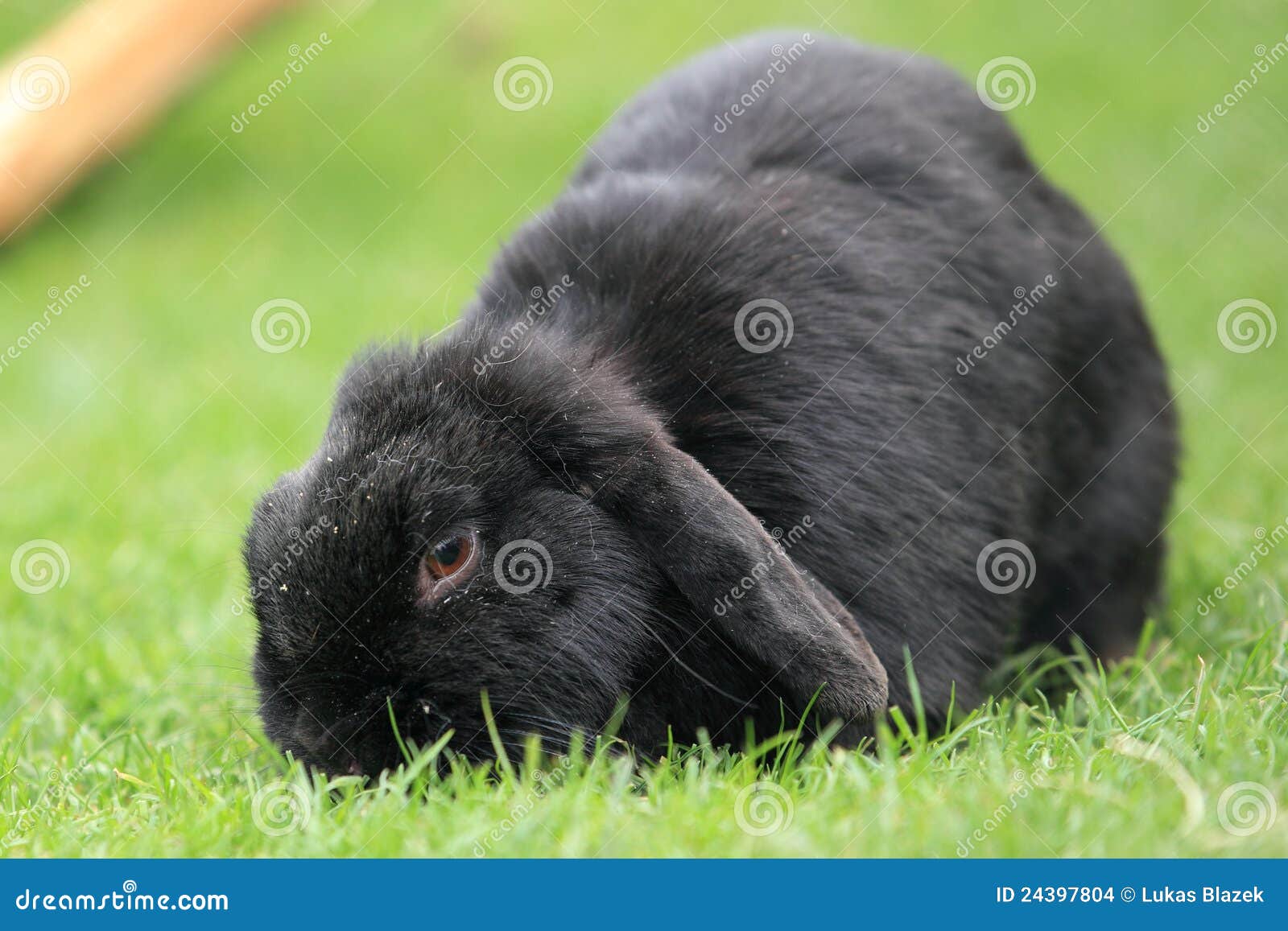 Black rabbit stock photo. Image of grass, black, rabbit - 24397804