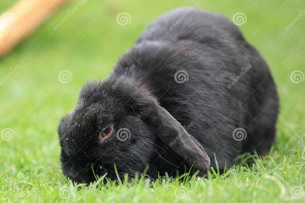 Black rabbit stock photo. Image of grass, black, rabbit - 24397804