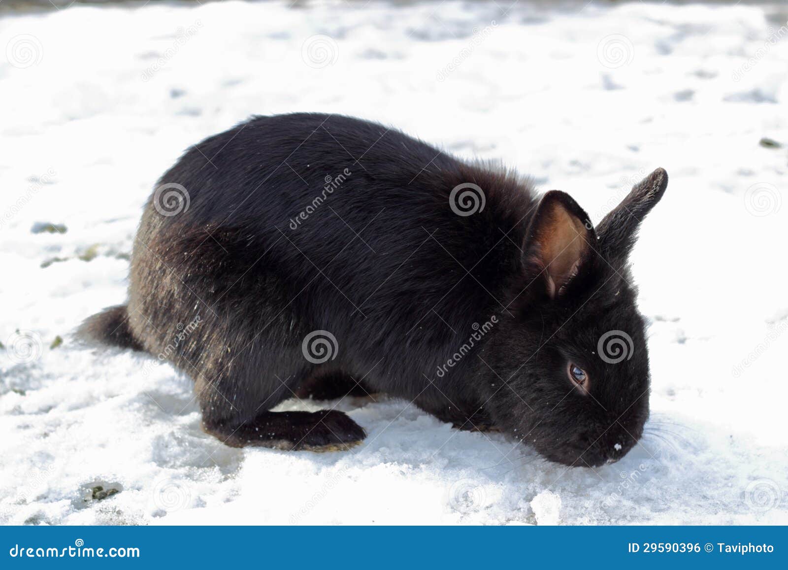 Black rabbit stock photo. Image of animal, farm, bunny - 29590396