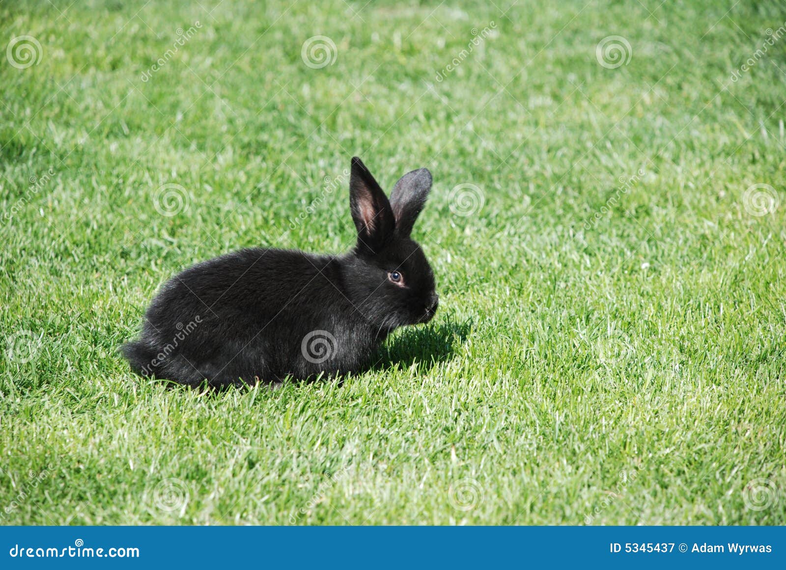 Black rabbit stock image. Image of animal, rabbit, listen - 5345437