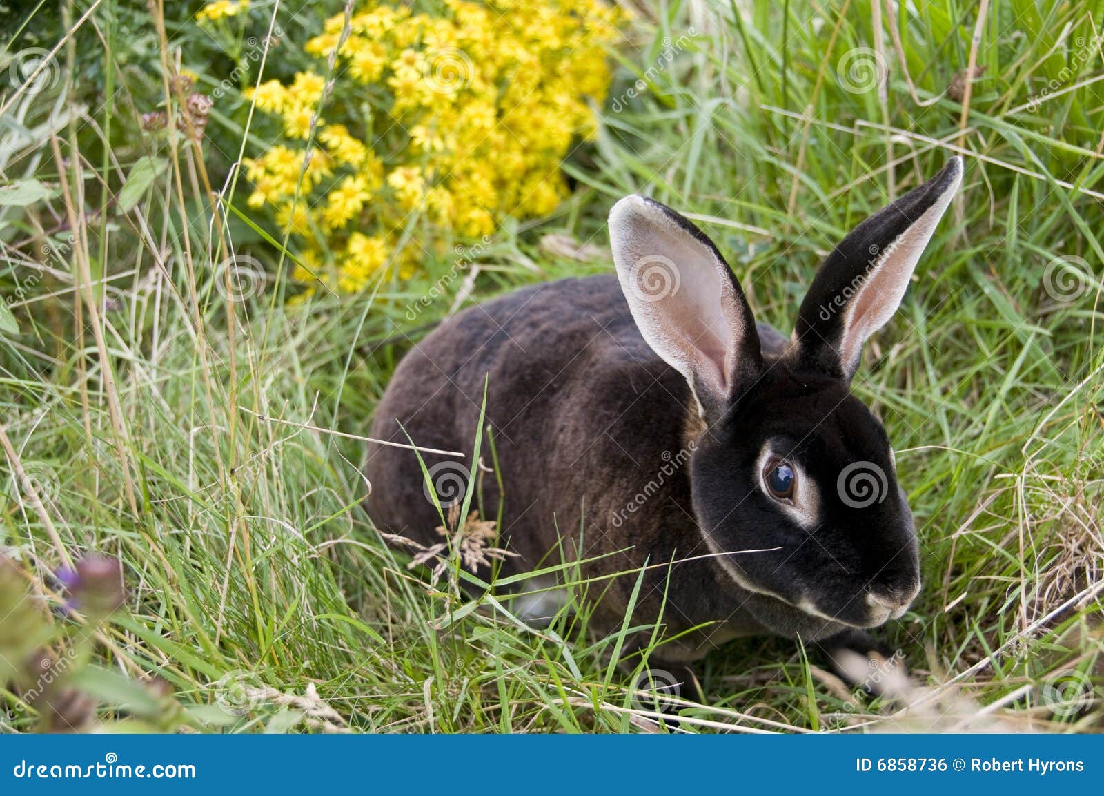 Black rabbit stock photo. Image of bunny, ears, mammal - 6858736