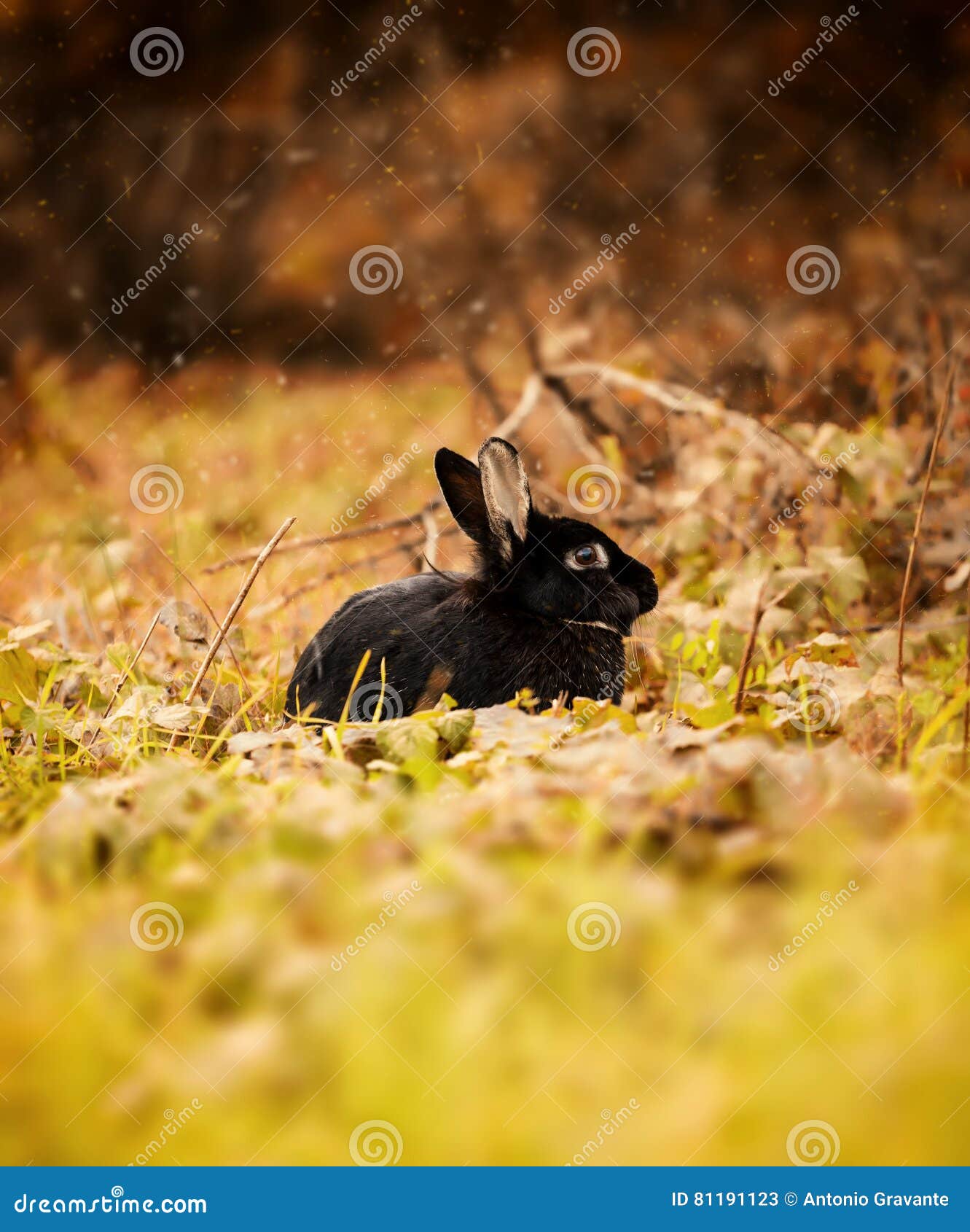 Black Rabbit in autumn stock image. Image of wild, black - 81191123