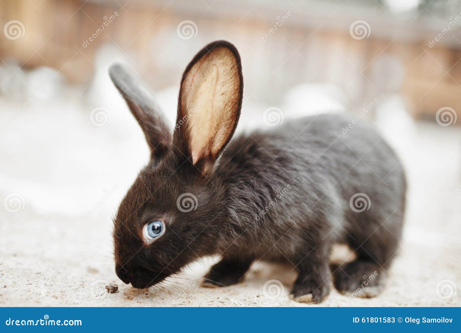 Black Rabbit with Blue Eyes Stock Image - Image of outdoors, cute: 61801583